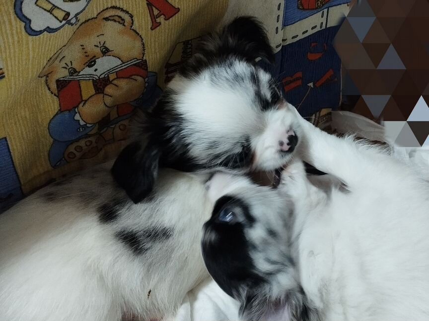 Мраморные щенки