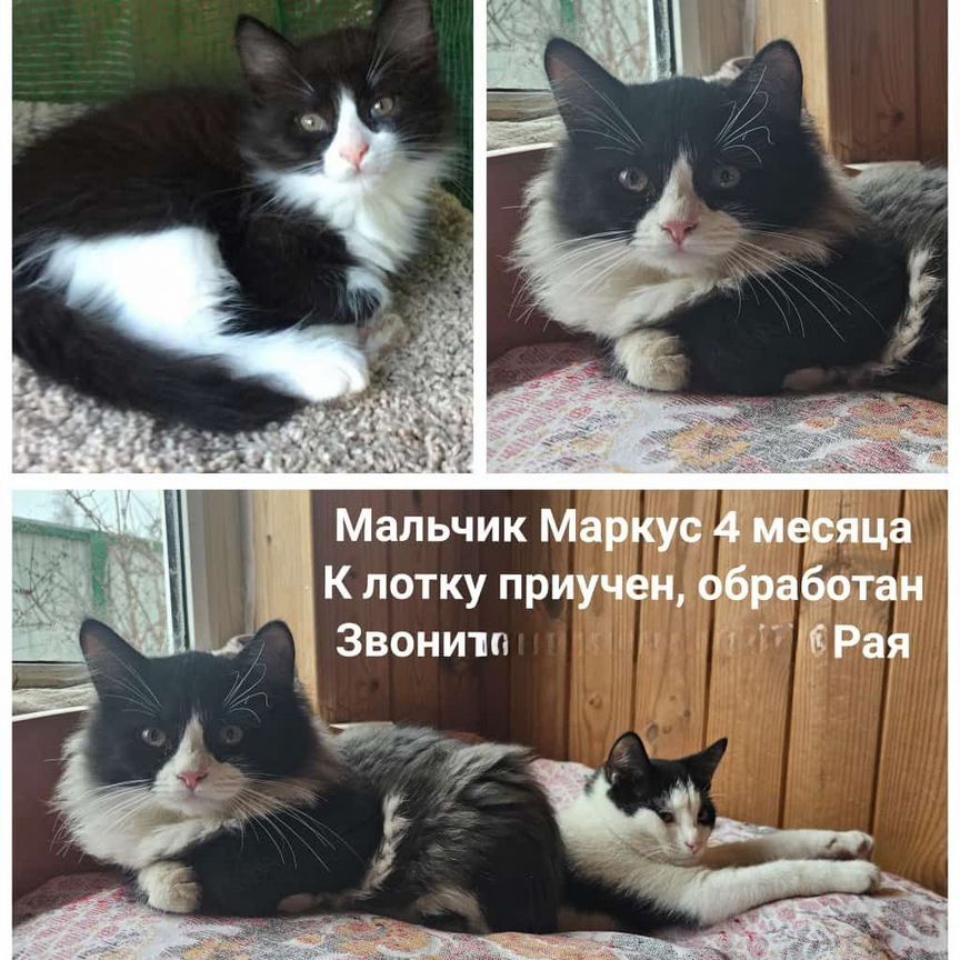 Мальчик 4 мес