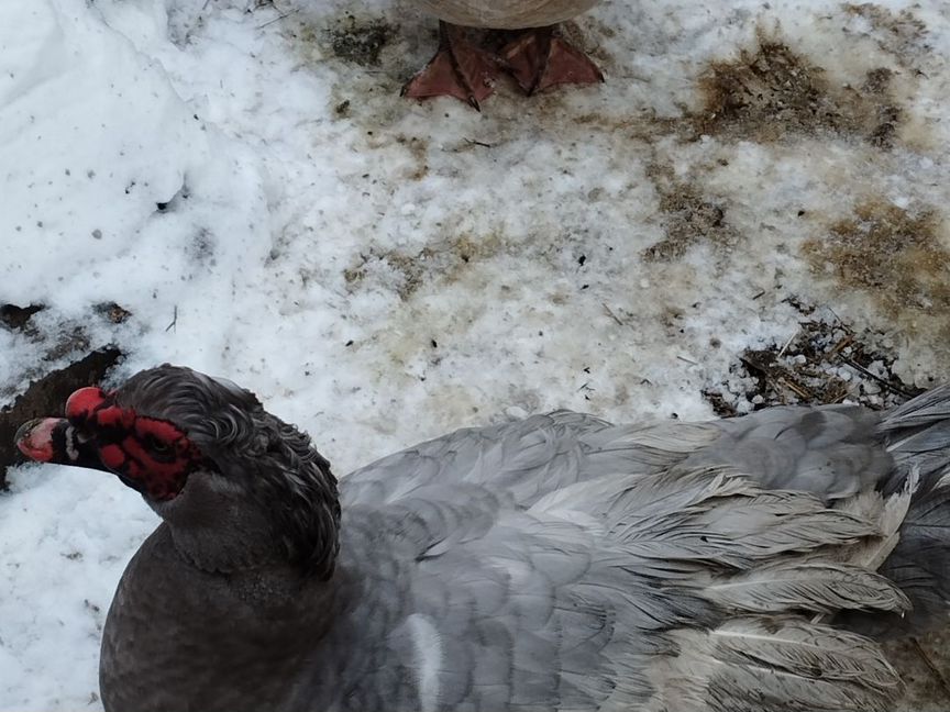 Индоутка мускусная утка