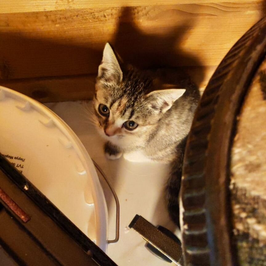 Кошечка 3 месяца, трёхцветная,отдам