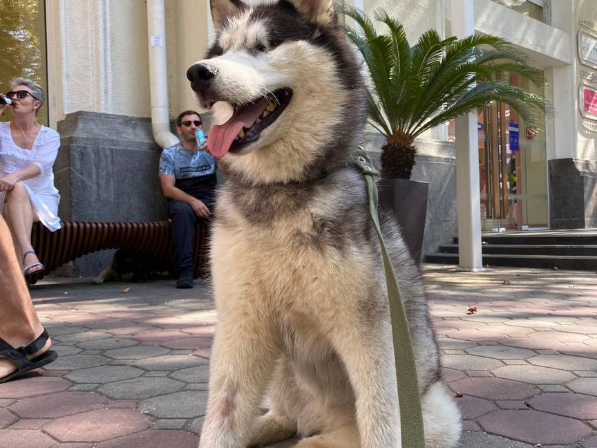 Слепая хаски в добрые руки