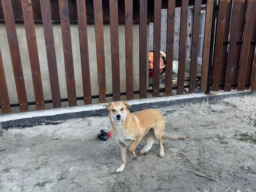 Собачка Лайка в заботливые руки