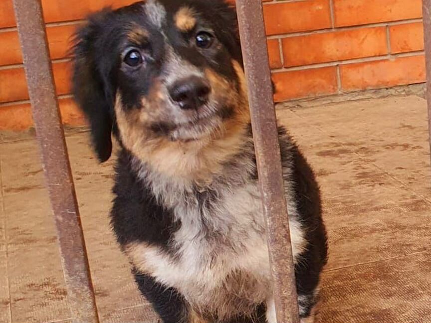 Коротколапые собачки детки