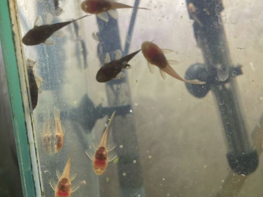 Анцитрус сомики