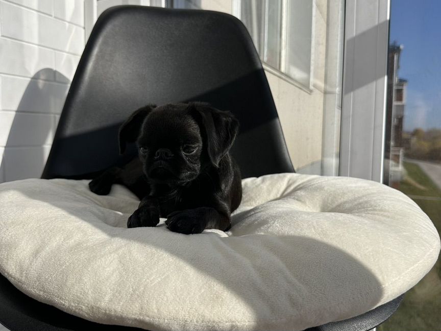 Щенки пти брабансона