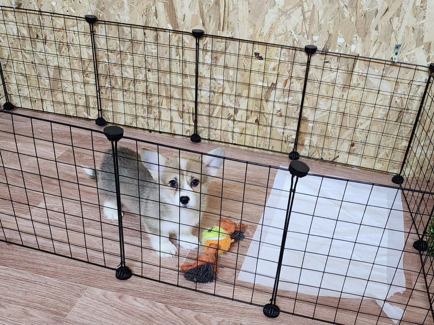 Вельш-корги пемброк