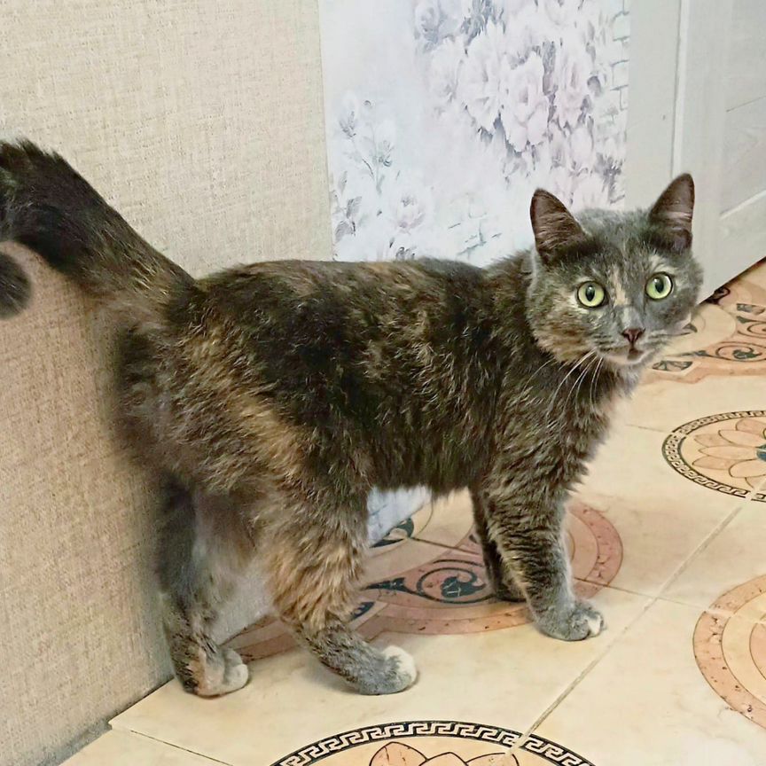 Кошечка Аришка ищет семью