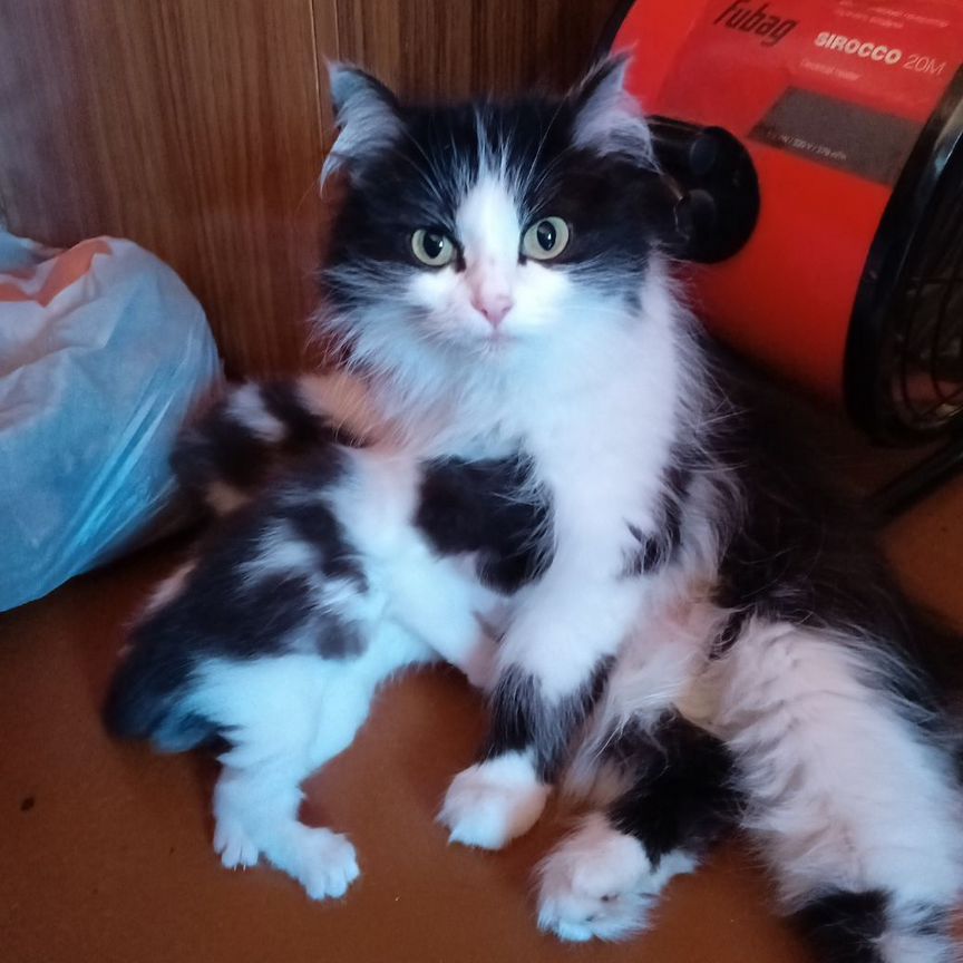 Отдам котят