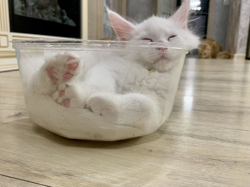 Котята мейн-кун