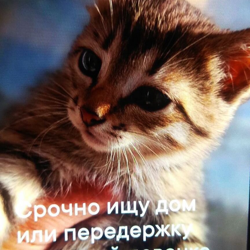 Котенку девочке нужен дом