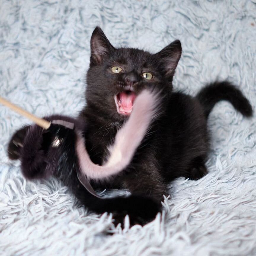 Котёнок в добрые руки