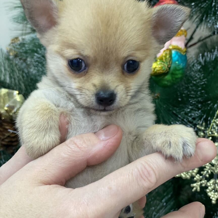 Маленький лисенок