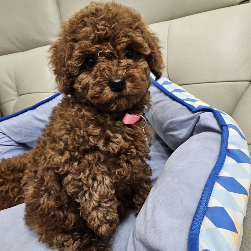 Тикап тедди пудель щенки