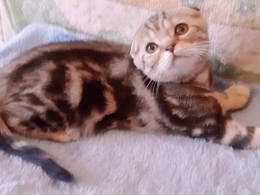 Шотландская кошечка