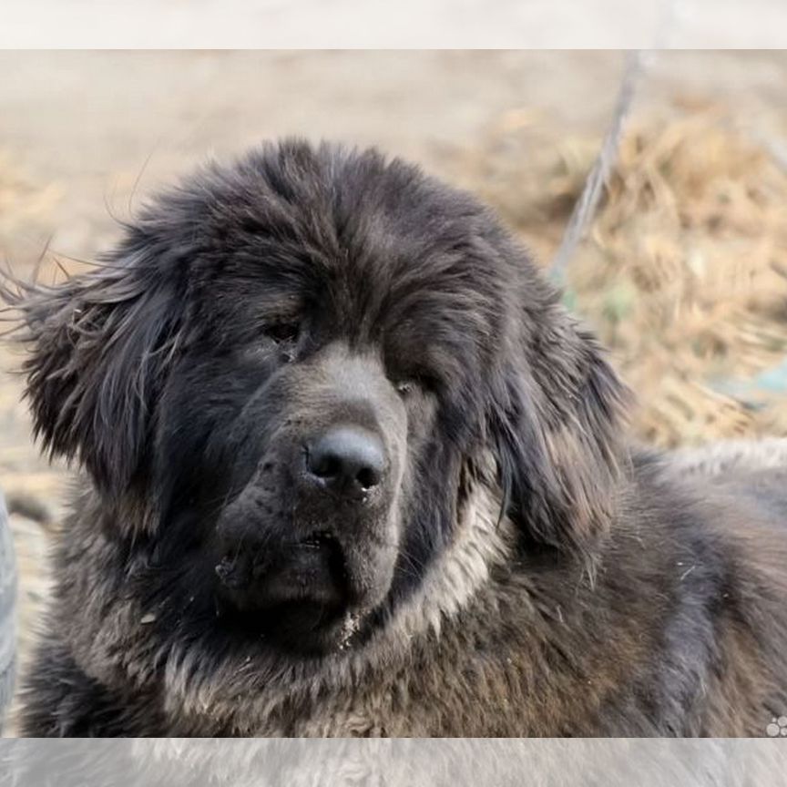 Тибетский мастиф, взрослая собака