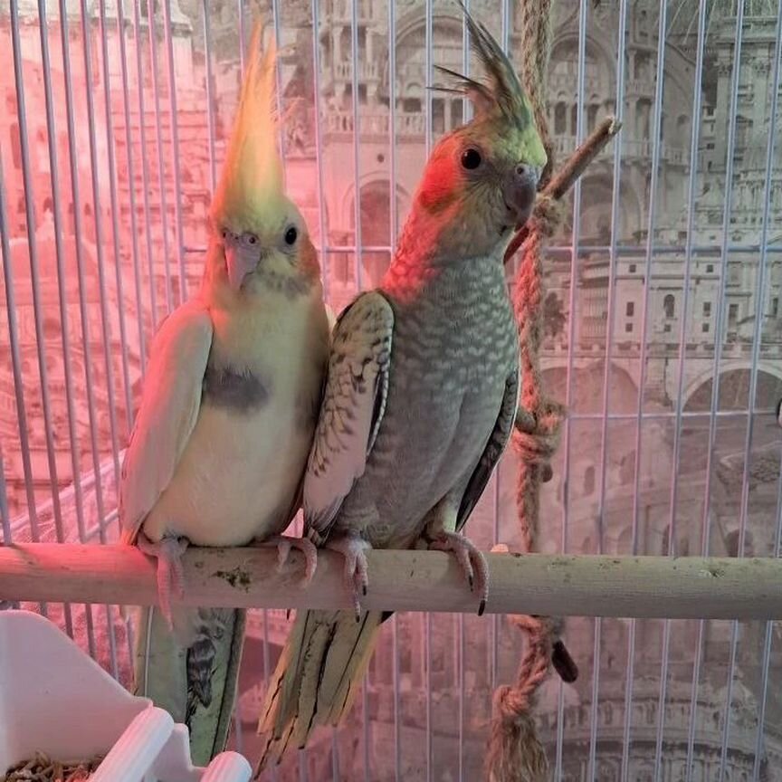 Попугай корелла самка