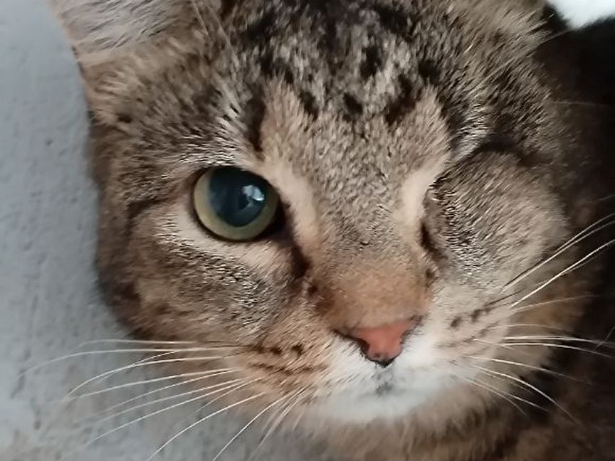 Кошка малышка