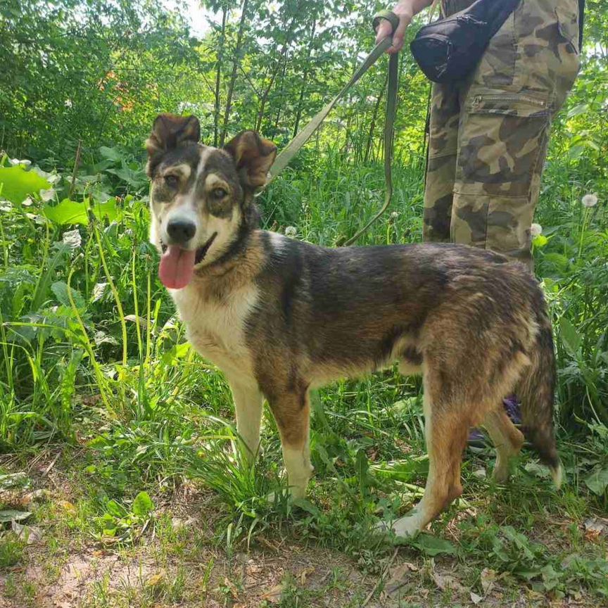 Небольшой пёсик, 1 годик, в добрые руки