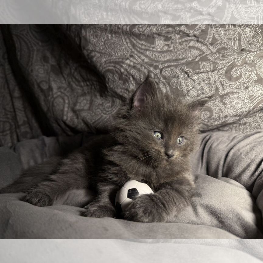 Мейн-кун котёнок
