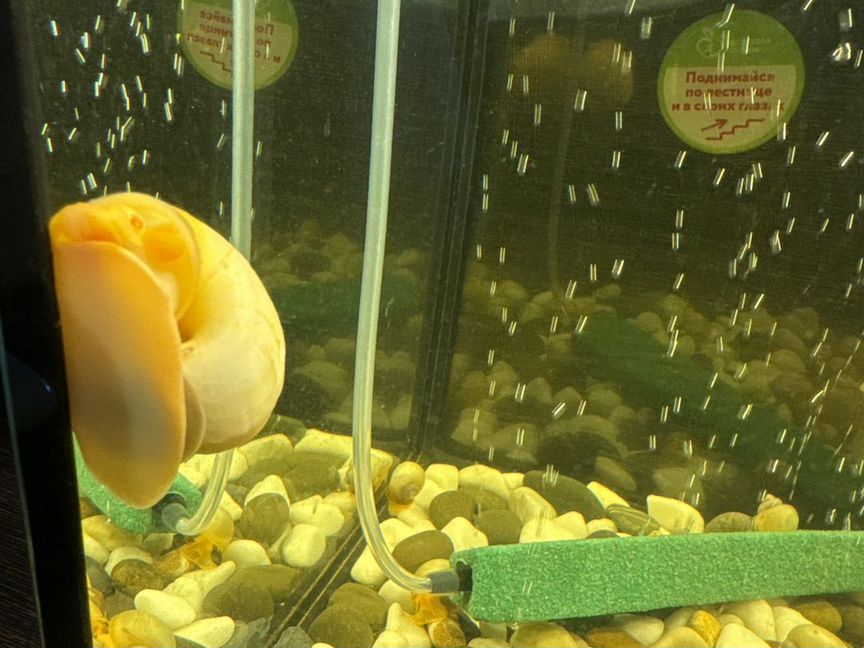 Улитки Ампулярии жемчужные