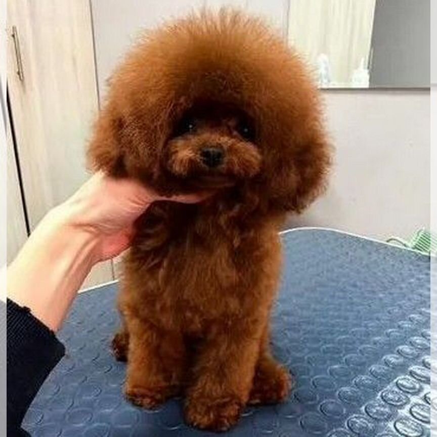 Той-пудель, взрослый пёс