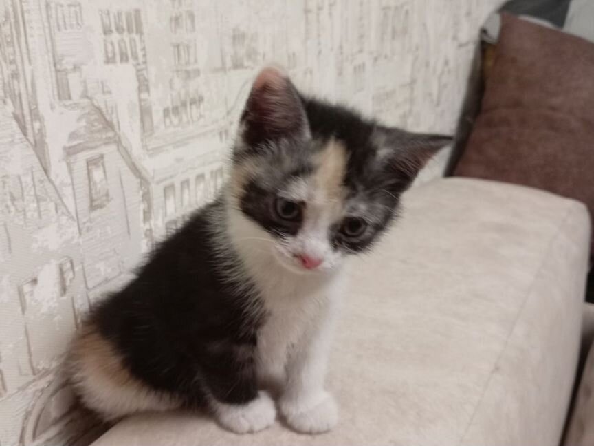 Котята в добрые руки бесплатно