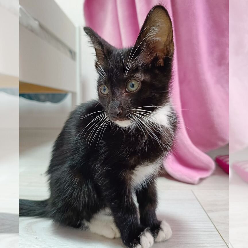 Отдам котенка в добрые руки