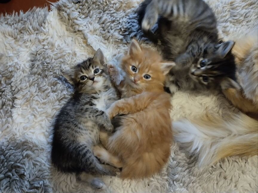 Кошка