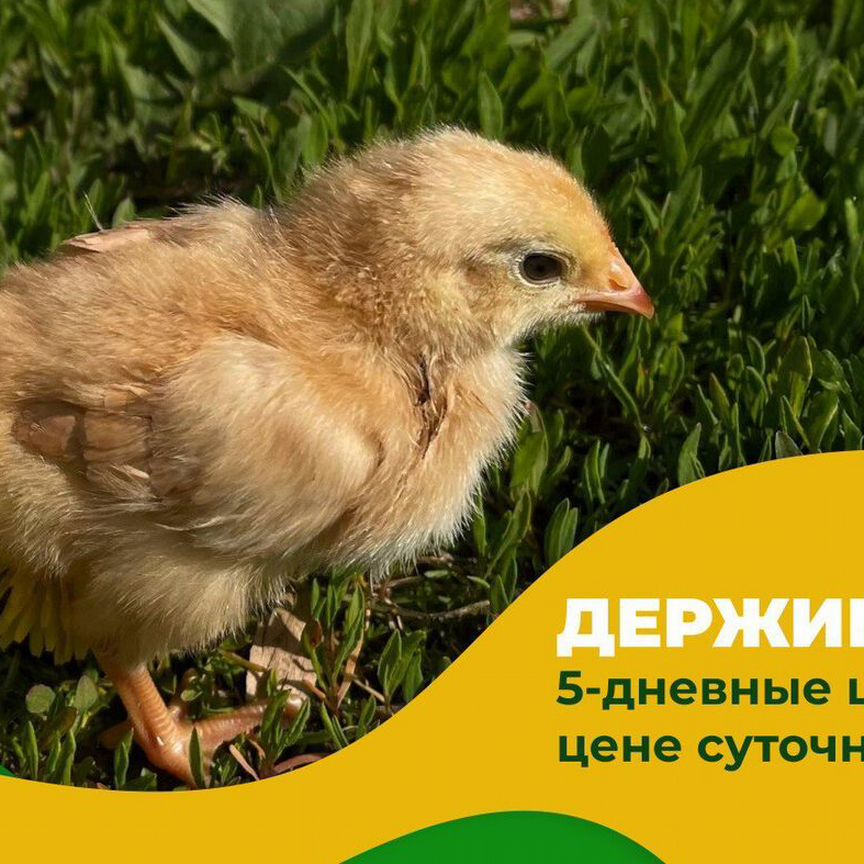 Цыплята Рэдбро суточные