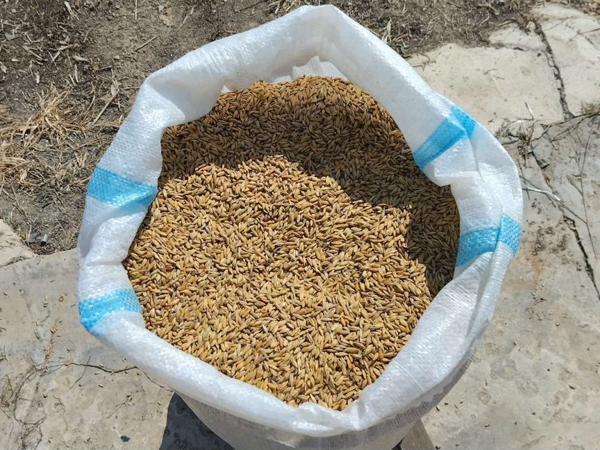 Ячмень, пшеница,суржа