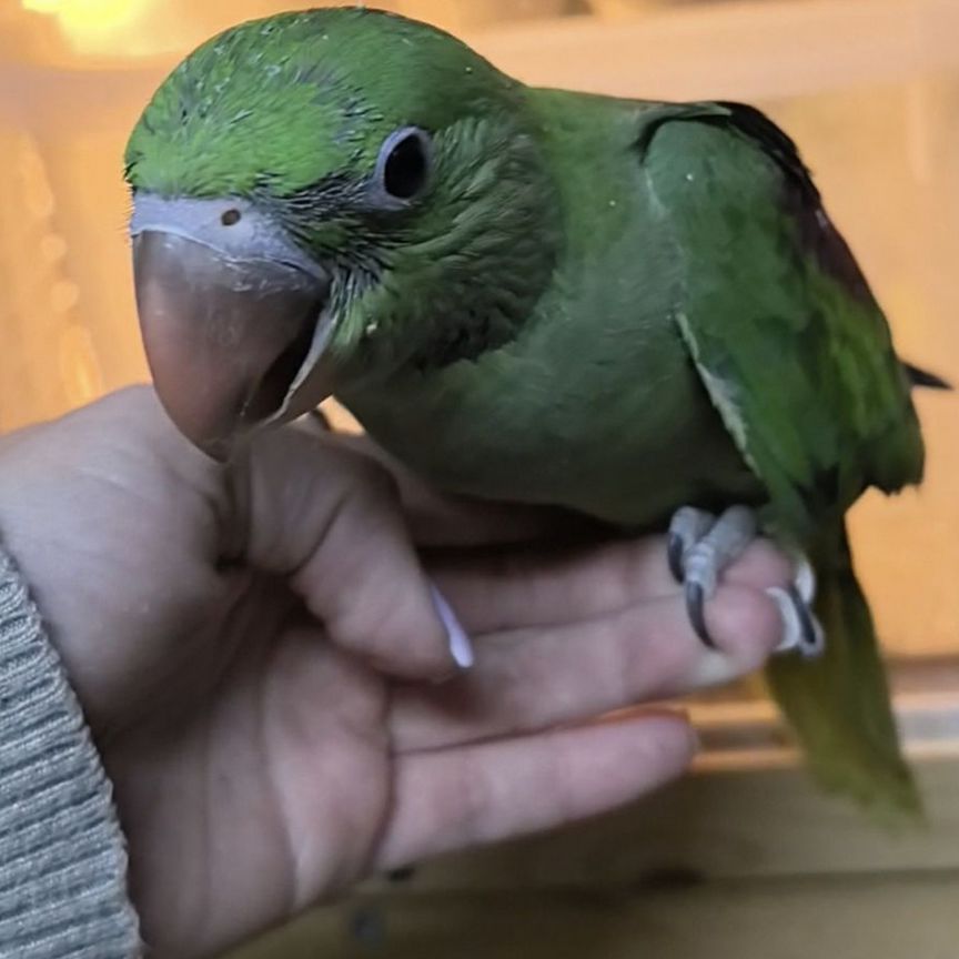 Попугай выкормыш ручной александрийский