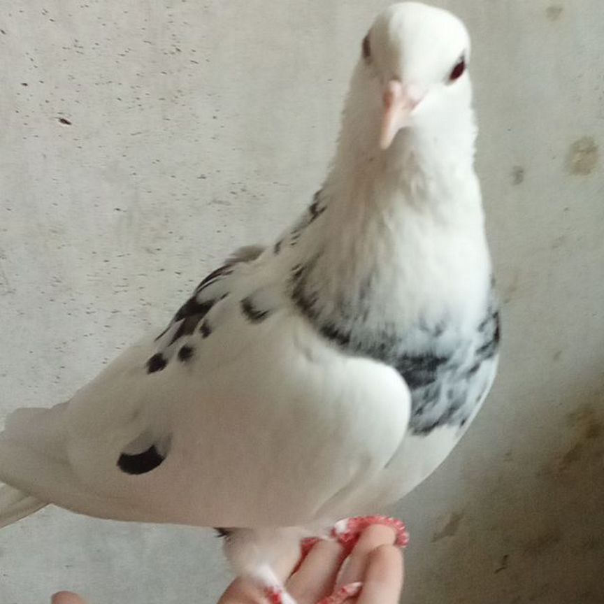 Домашняя птица голубь ручной