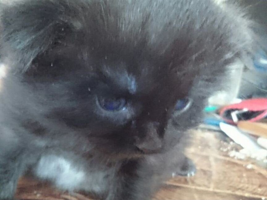Котята в добрые руки бесплатно
