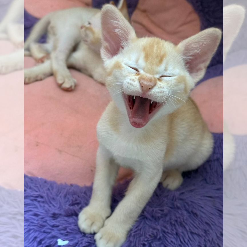 Европейский бурманский котёнок