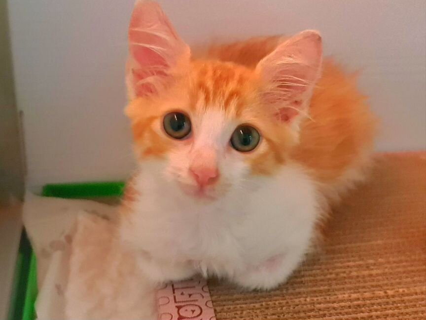 Кот Барон. Возраст 2,5 месяца. Для Надёжных людей