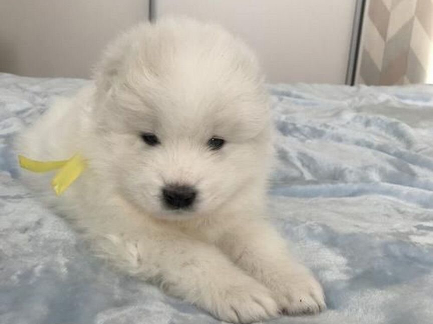 Щенки Самоедской лайки