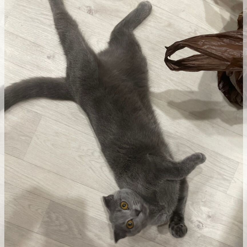 Вязка шотланская кошка