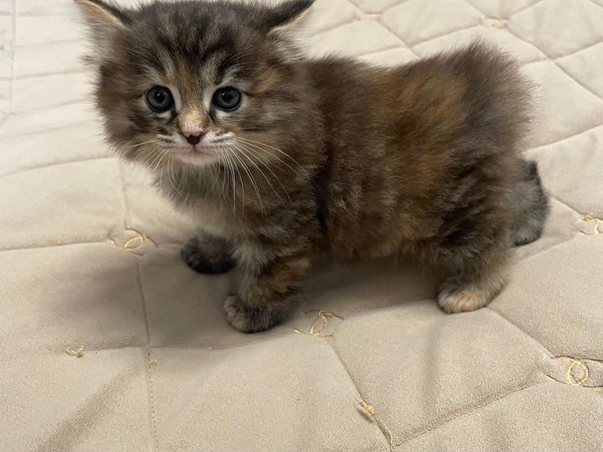 Мини рысь (курильский бобтейл)