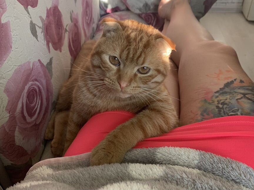 Продам кота