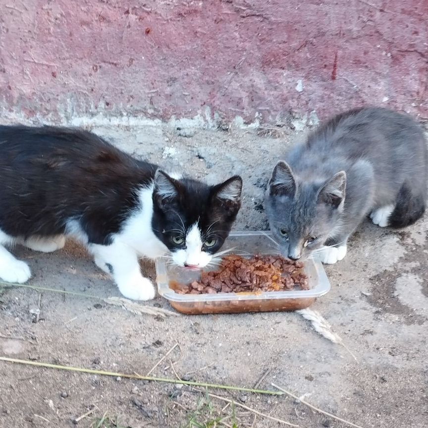 Котята