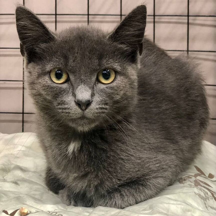 Котенок Пумка