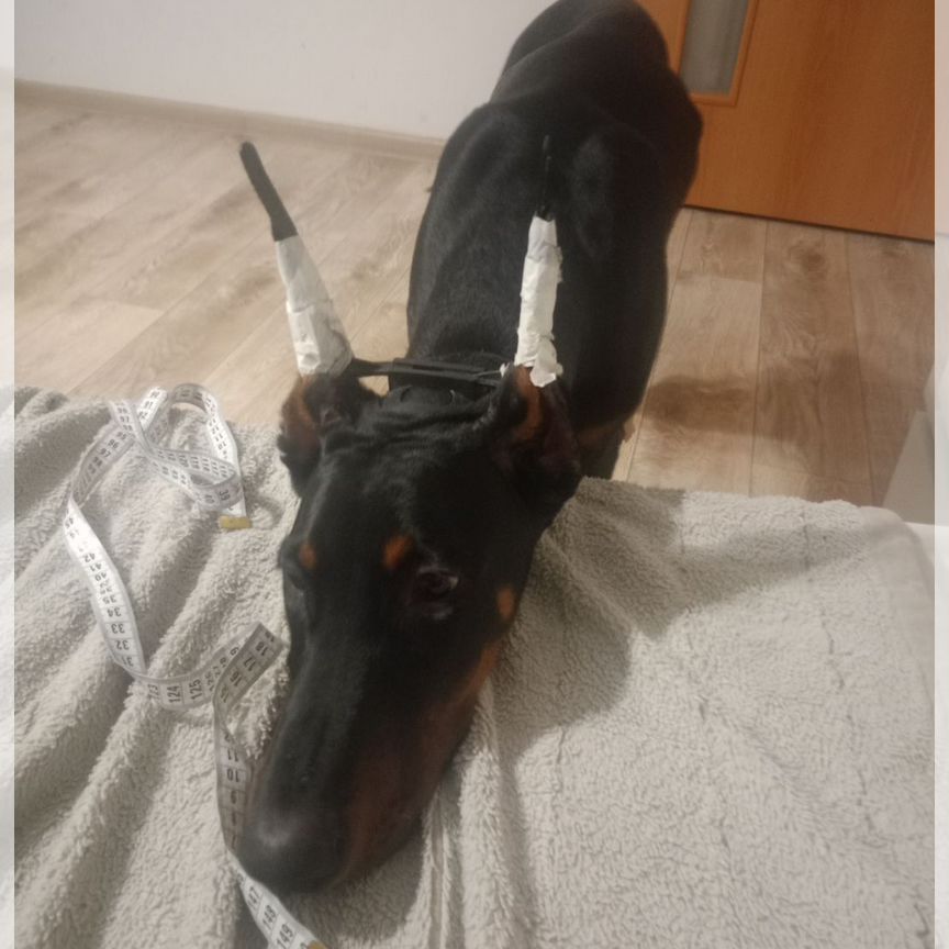 Доберман, щенок