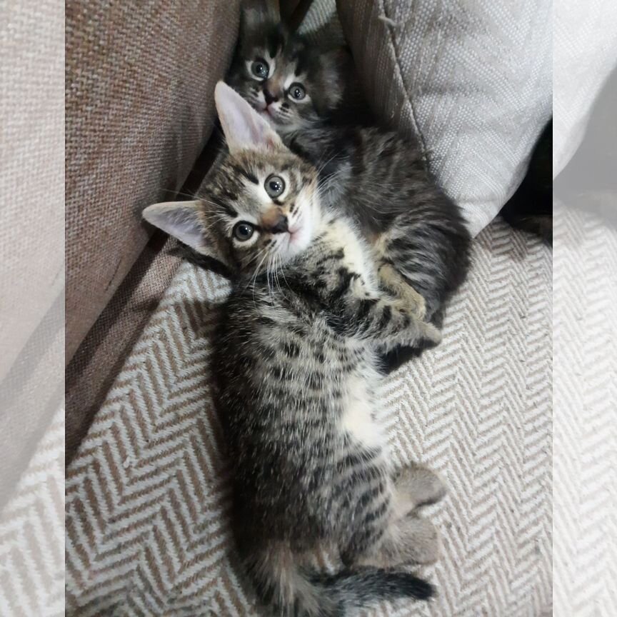 Отдам месячных котят в хорошие руки