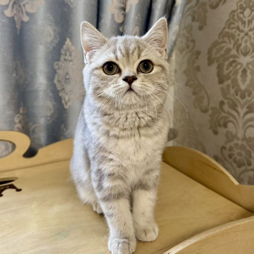 Шотландская девочка