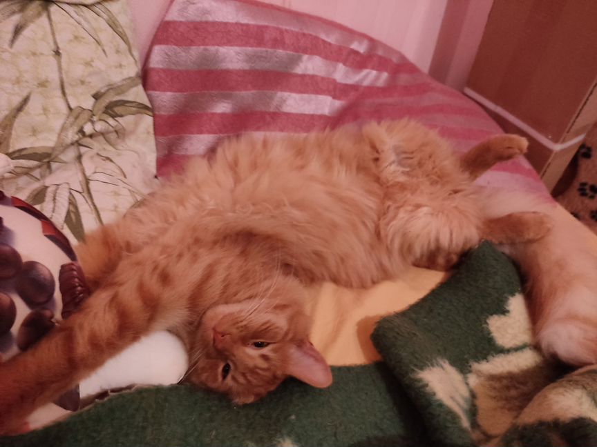 Кошки