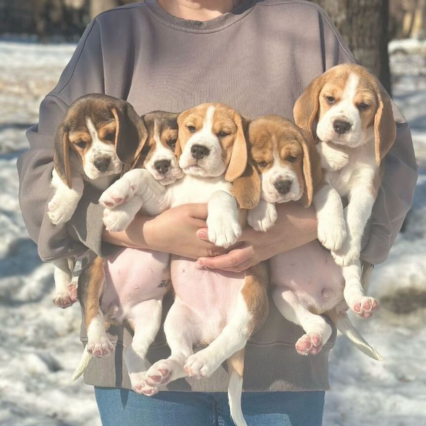 Бигль, щенок