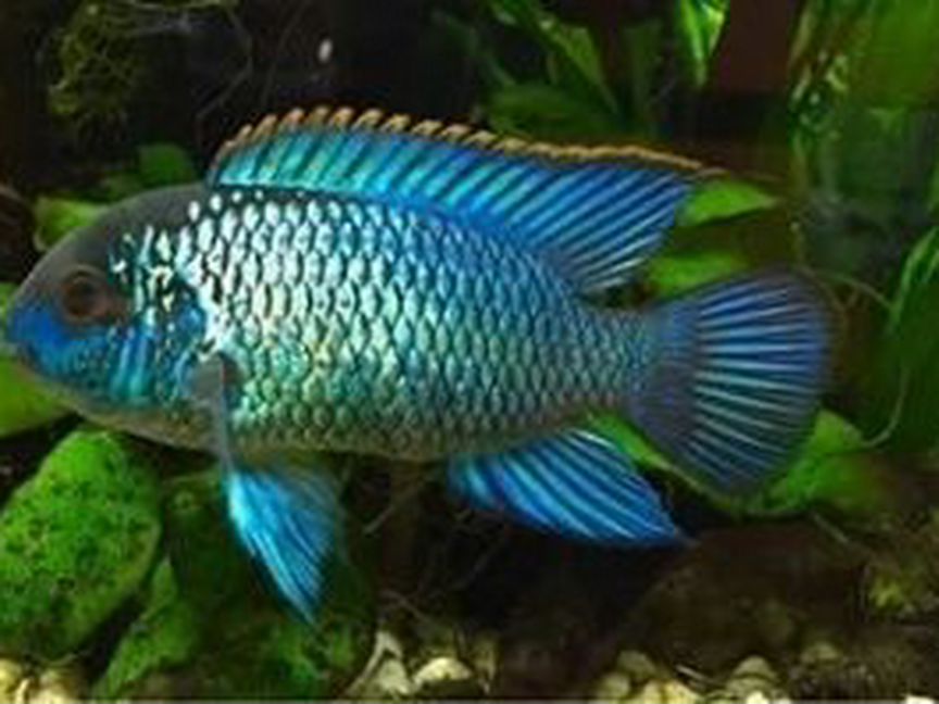 Аквариумные рыбки мальки наннокары электрик блю