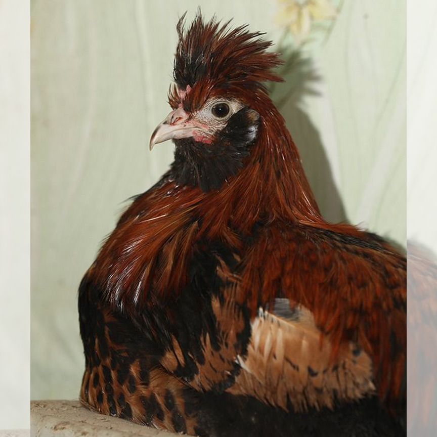 Петушки Павловское золото