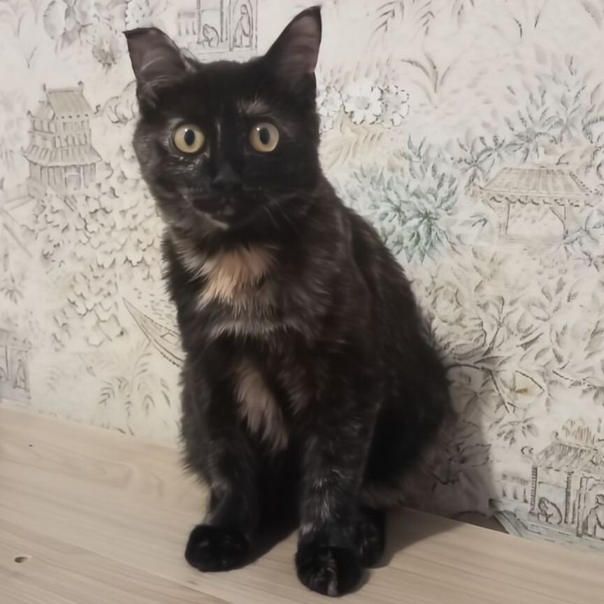 Британский короткошёрстный котёнок