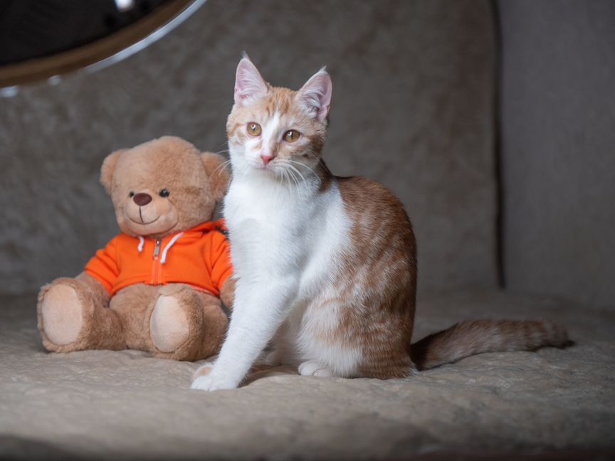 Рыжий котенок мальчик в дар